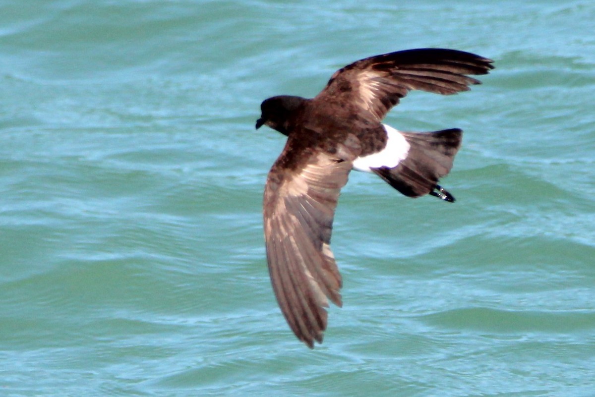 eBird Checklist - 27 May 2023 - Juno Beach Park and Pier - 17 species ...