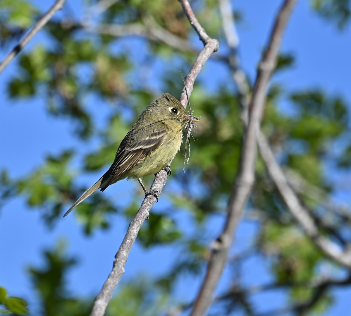 eBird Checklist - 27 May 2023 - Mingus Mountain--Butterfly Spring - 35 ...