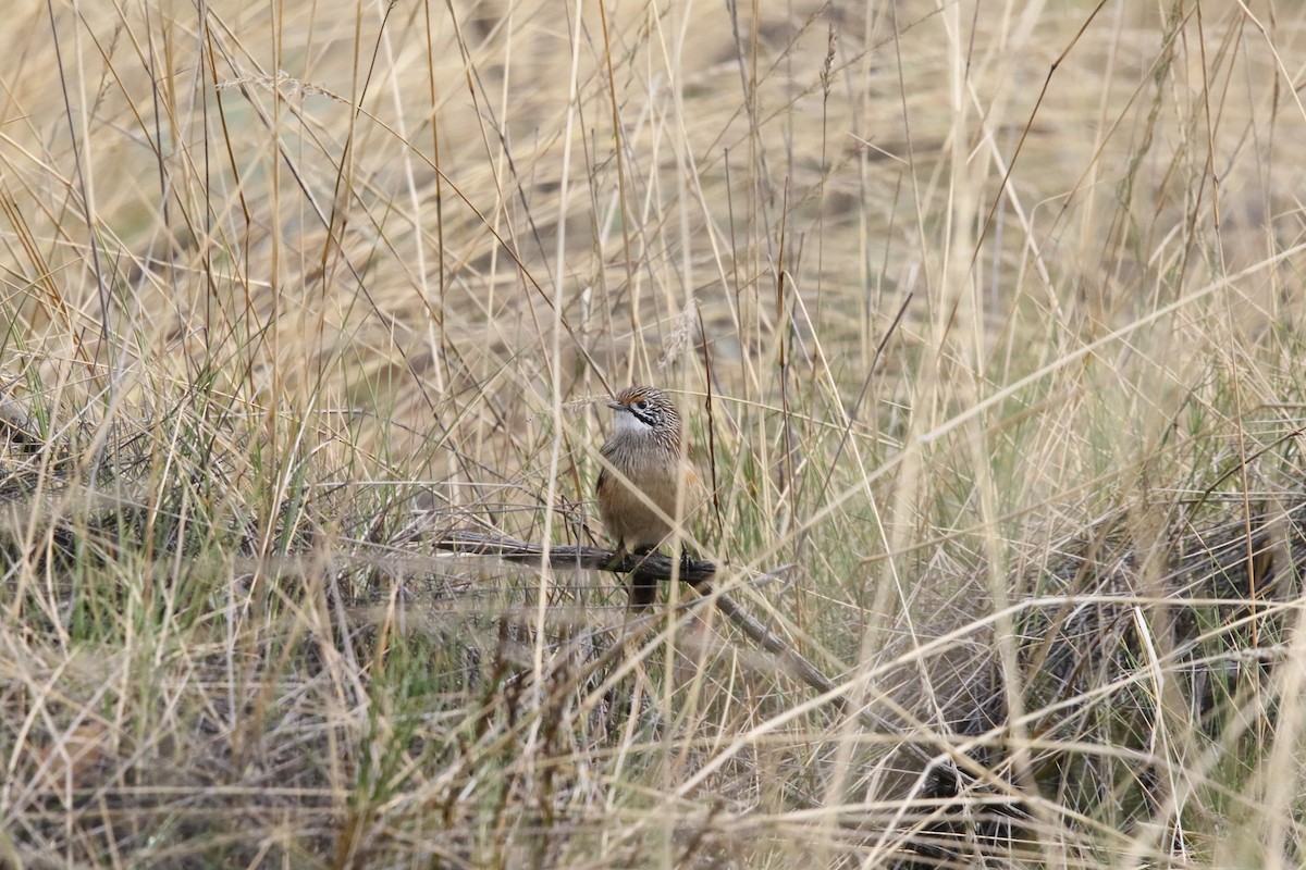 eBird Checklist - 27 May 2023 - Hattah-Kulkyne National Park--Nowingi ...