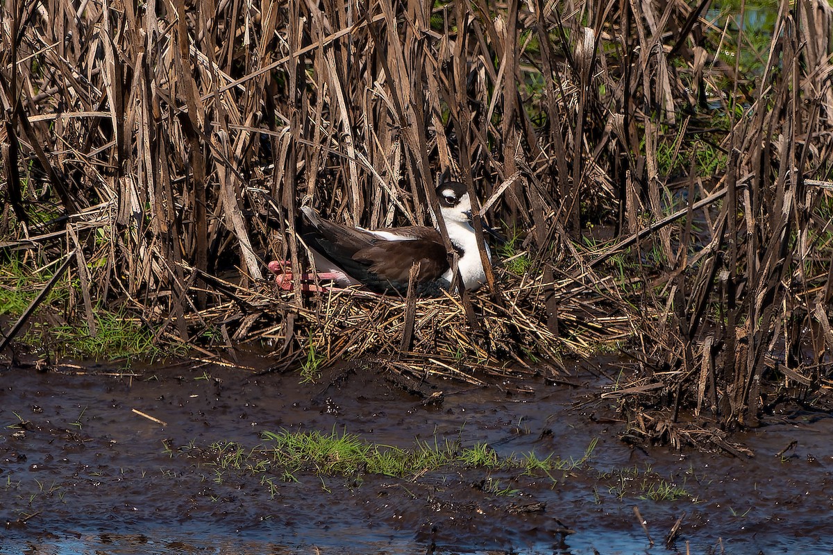 eBird Checklist - 27 May 2023 - Bombay Hook National Wildlife Refuge ...