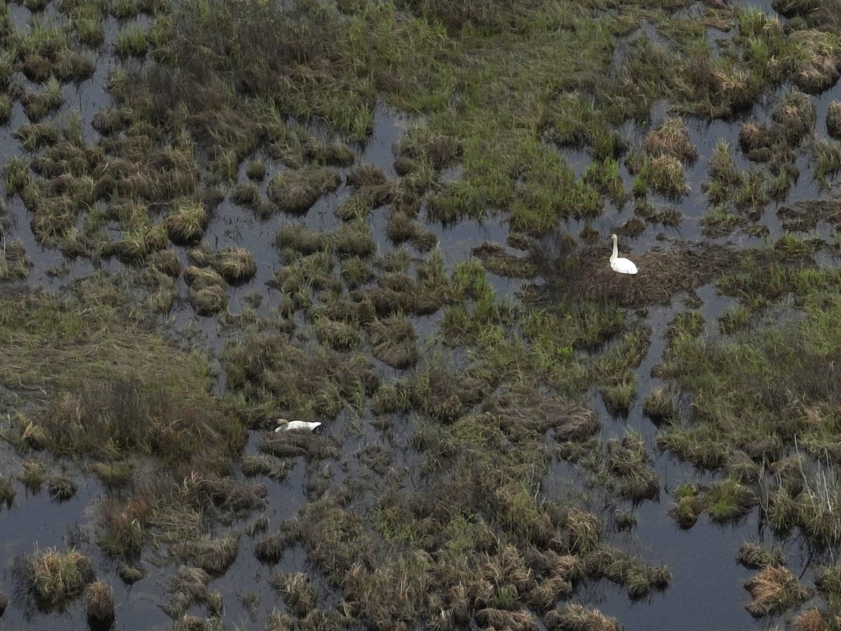 eBird Checklist - 19 May 2023 - Aho - 1 species