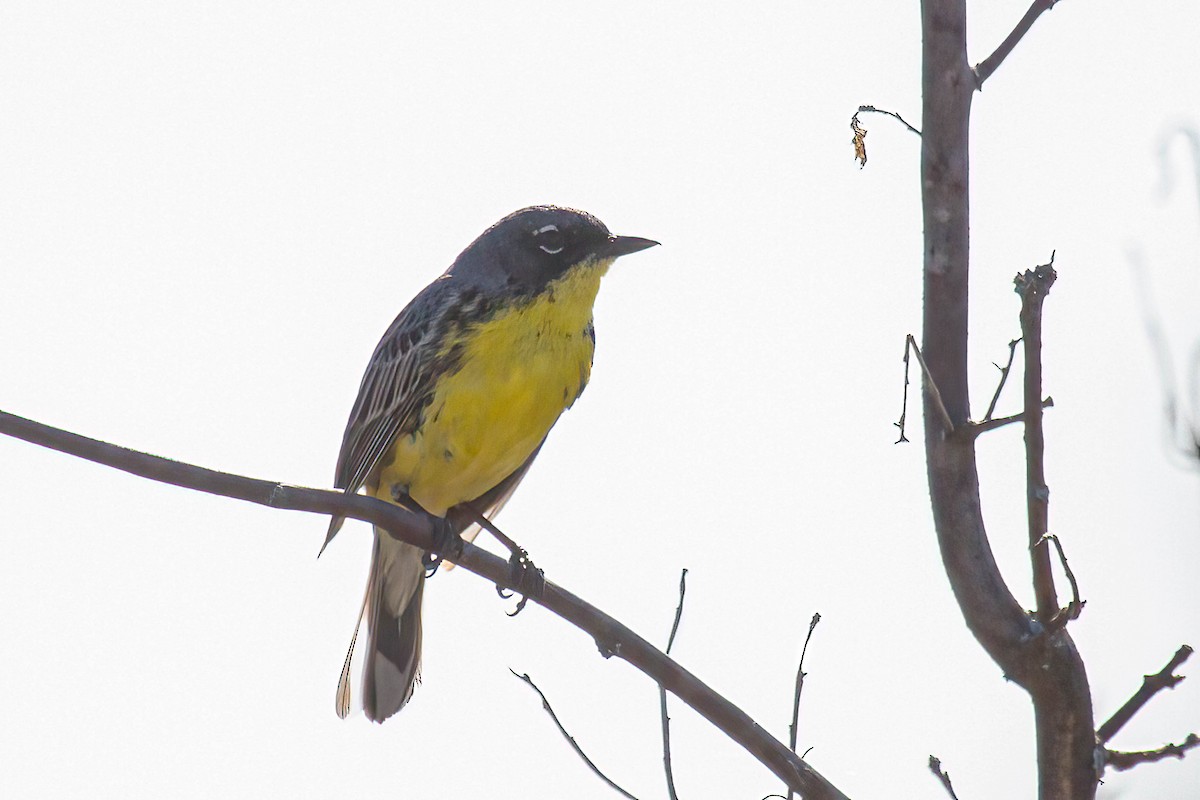 eBird Checklist - 28 May 2023 - Jackson Ave, Harrison US-MI 44.14212 ...
