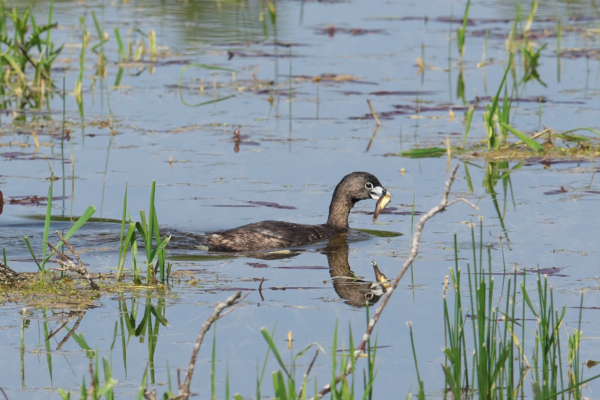 eBird Checklist - 28 May 2023 - Halton Region Forest--Robertson Tract ...