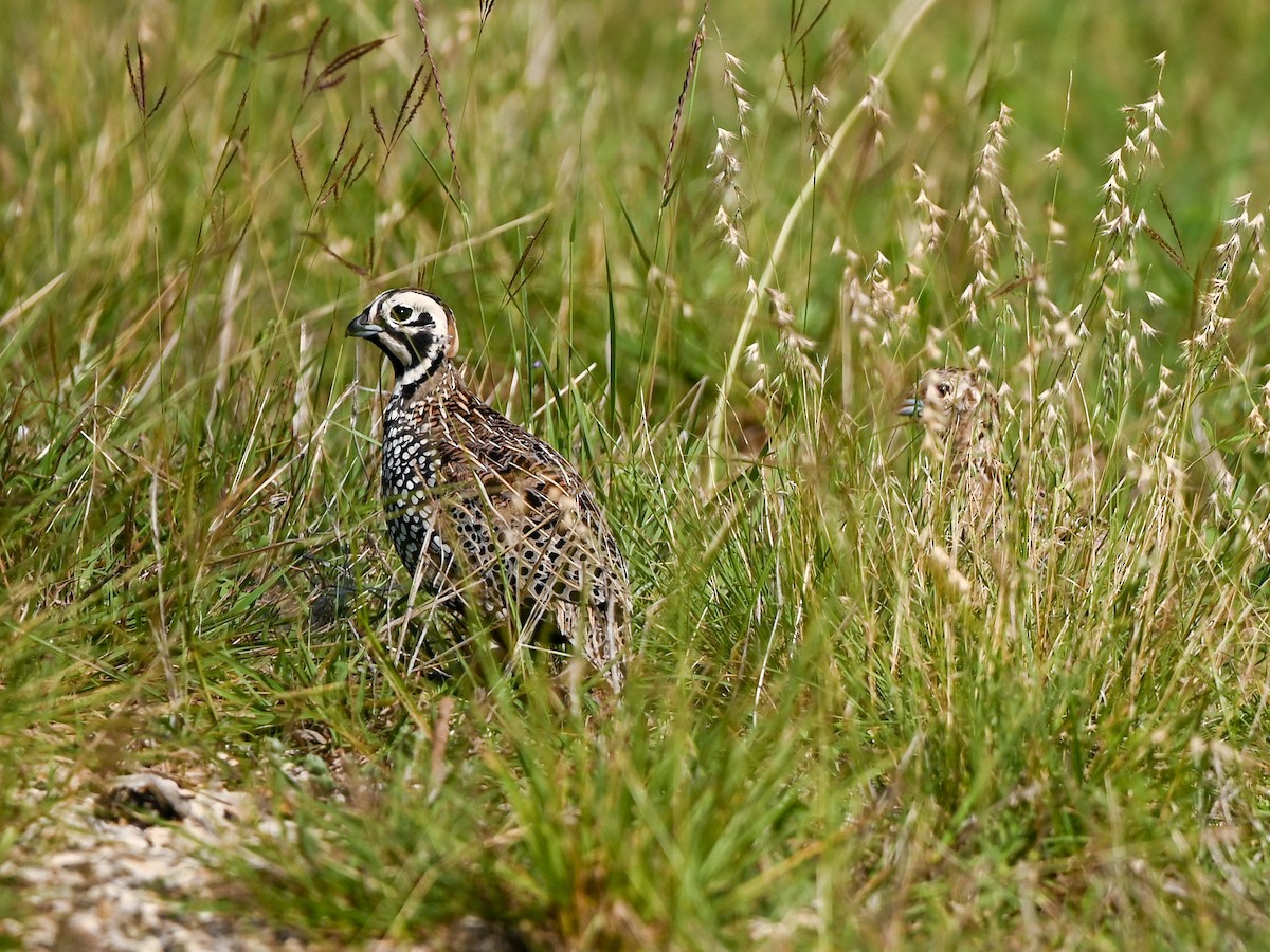 eBird Checklist - 26 May 2023 - Kickapoo Caverns SP (Kinney Co.) - 1 ...