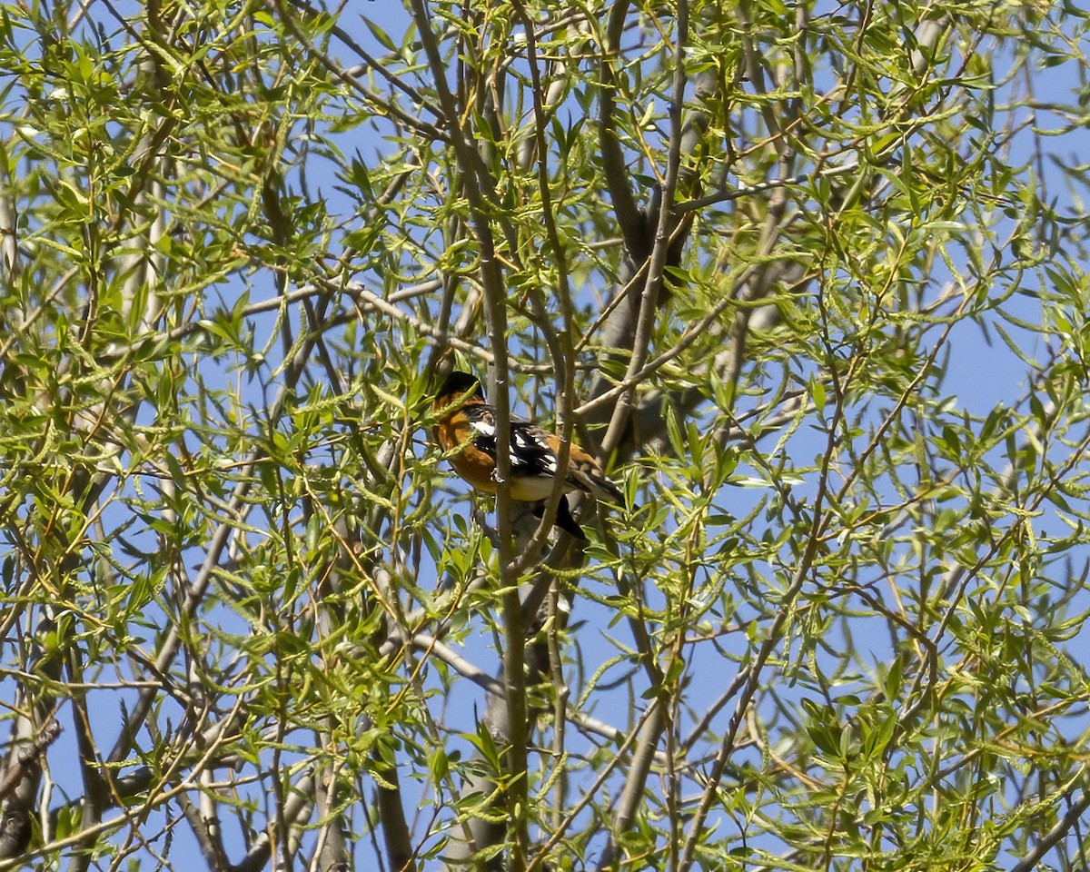 eBird Checklist - 6 May 2023 - Valentine NWR--Hackberry Lake - 32 species