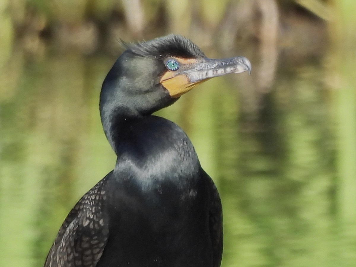 eBird Checklist - 28 May 2023 - Parc Anjou-sur-le-lac - 32 species