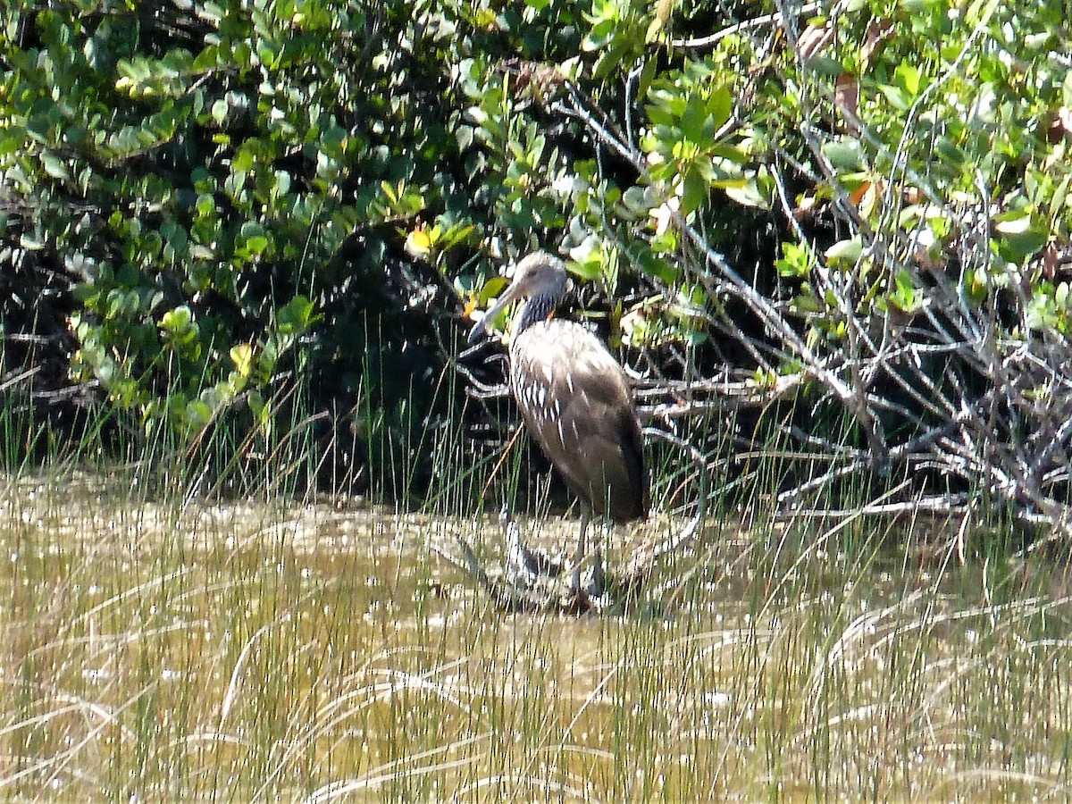 eBird Checklist - 11 May 2017 - Everglades NP--Flamingo - 49 species ...