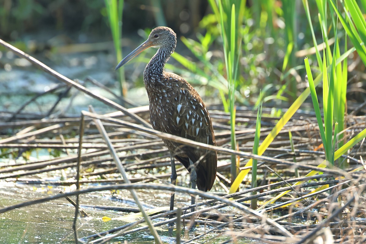 eBird Checklist - 28 May 2023 - Oxley Nature Center & Lake Yahola - 33 ...