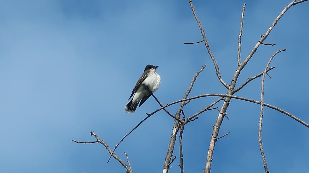 eBird Checklist - 25 May 2023 - Lac des Nations - 14 species