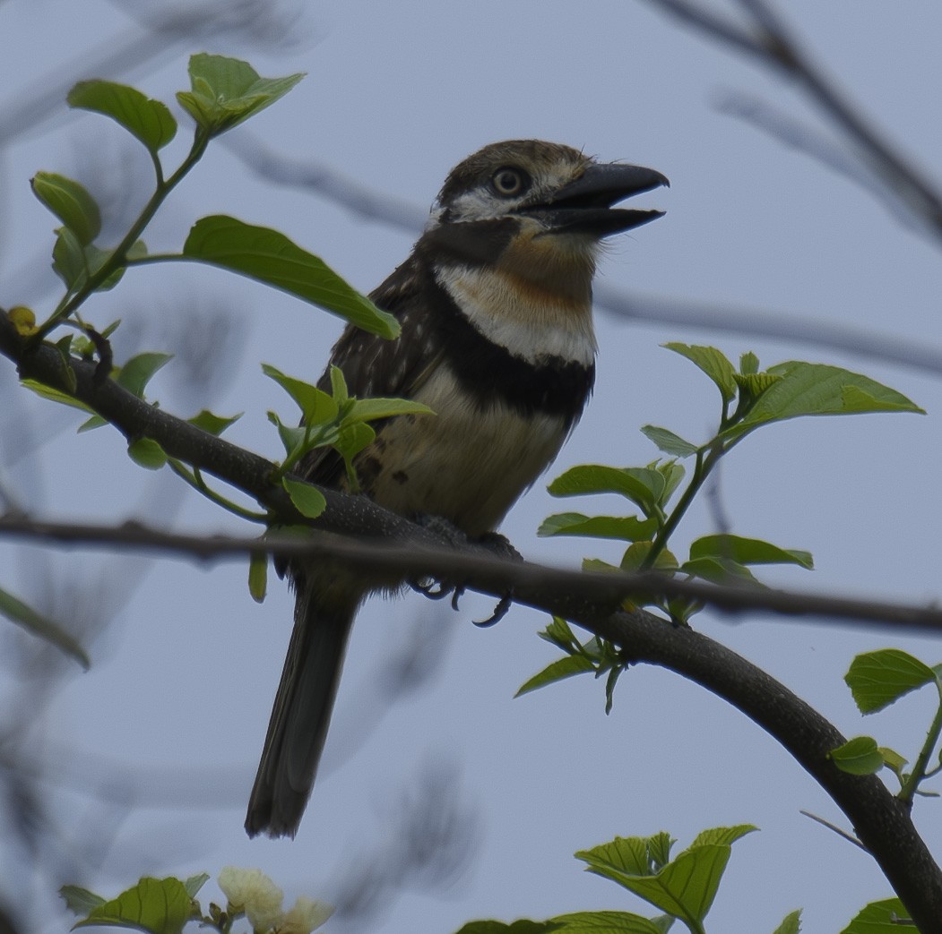 Russet-throated Puffbird - Hypnelus ruficollis - Media Search ...