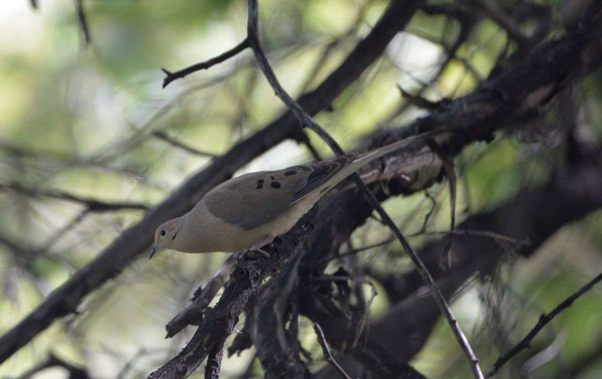 eBird Checklist - 28 May 2023 - Redwood Nature Area - 19 species