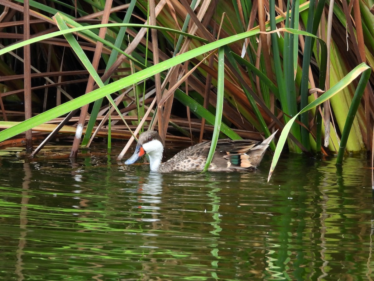 eBird Caribbean Checklist - 28 May 2023 - Bubali Bird Sanctuary - 24 ...