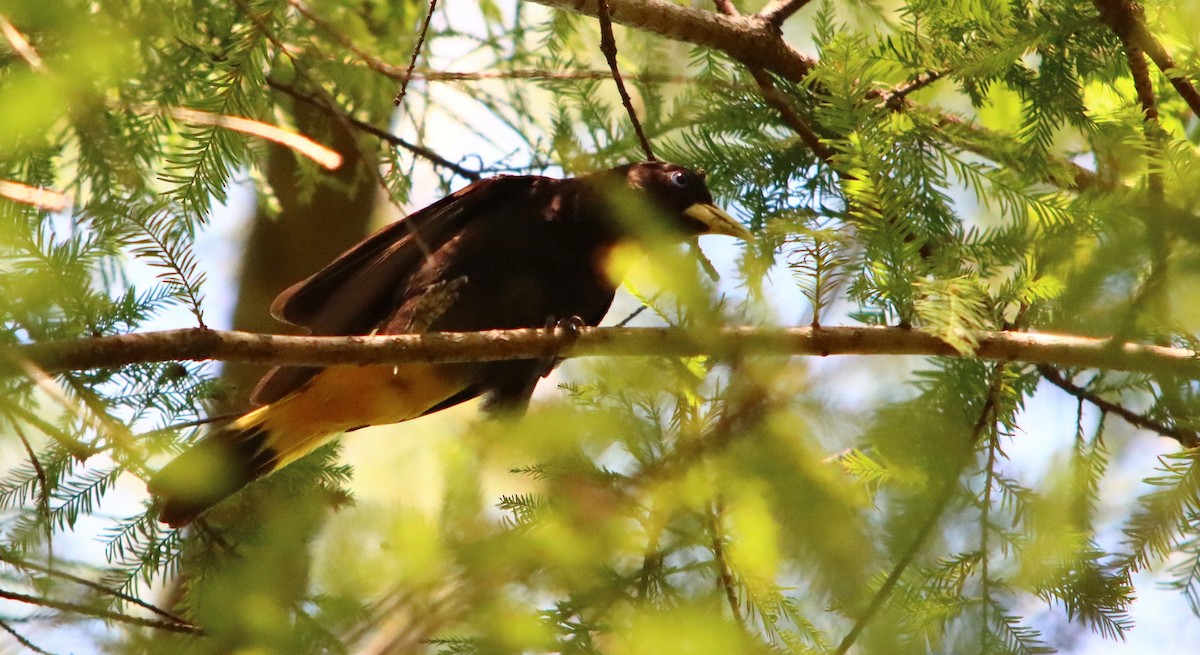 eBird Checklist - 28 May 2023 - Big Cypress National Preserve--Kirby ...