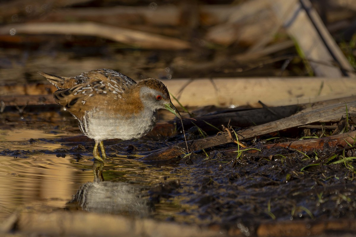 New Zealand Bird Atlas Checklist - 27 May 2023 - Dunedin--Upper ...