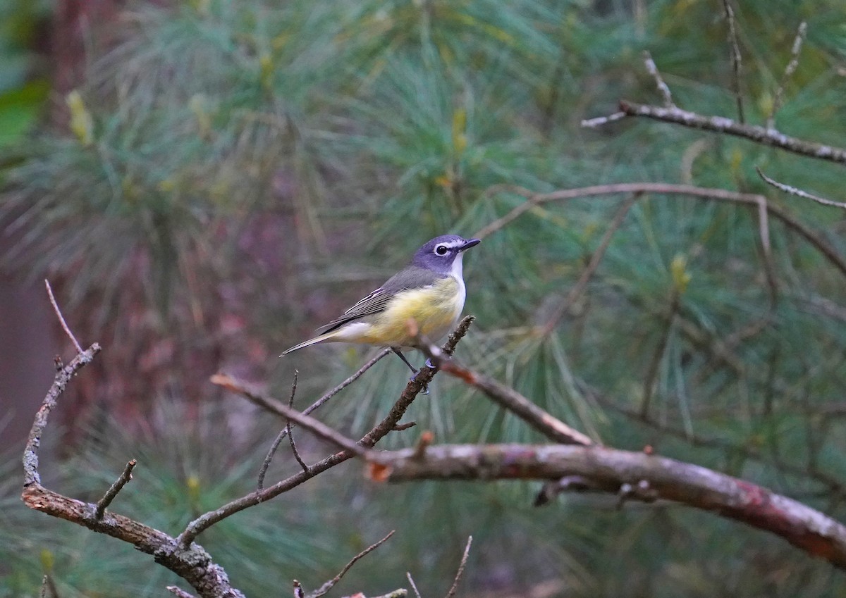eBird Checklist - 28 May 2023 - Stinchfield Woods - 18 species