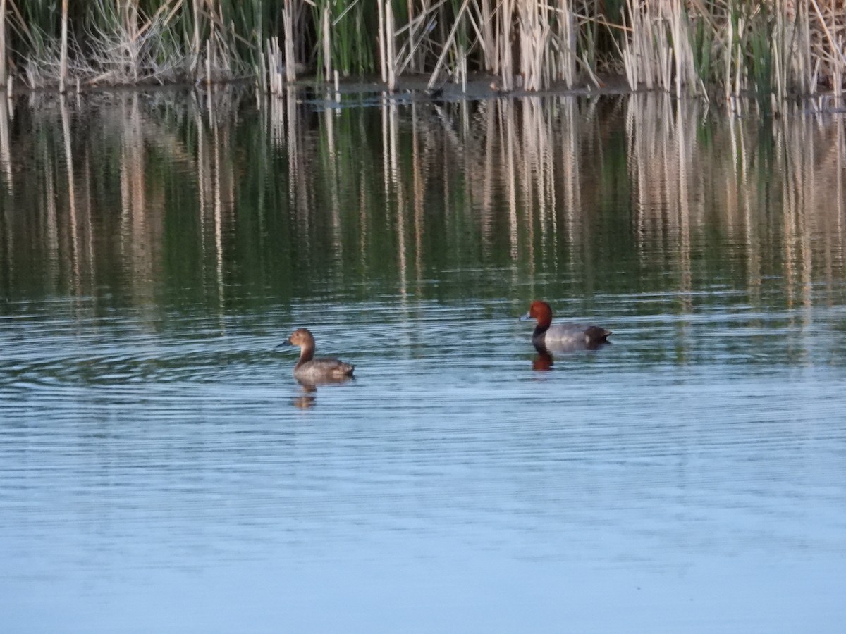 eBird Checklist - 28 May 2023 - Chico Basin Ranch--Rose Pond area ...