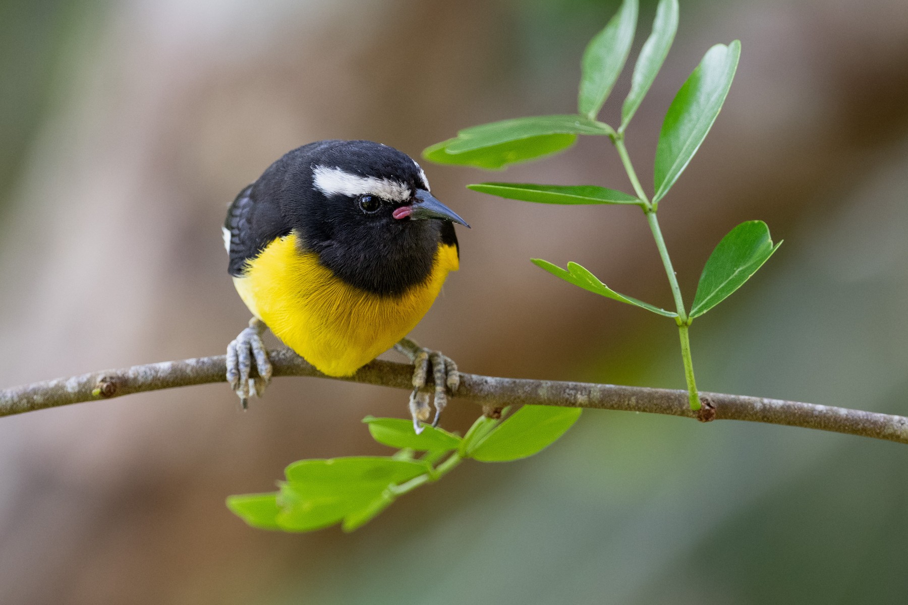 マミジロミツドリ（flaveola グループ） - eBird