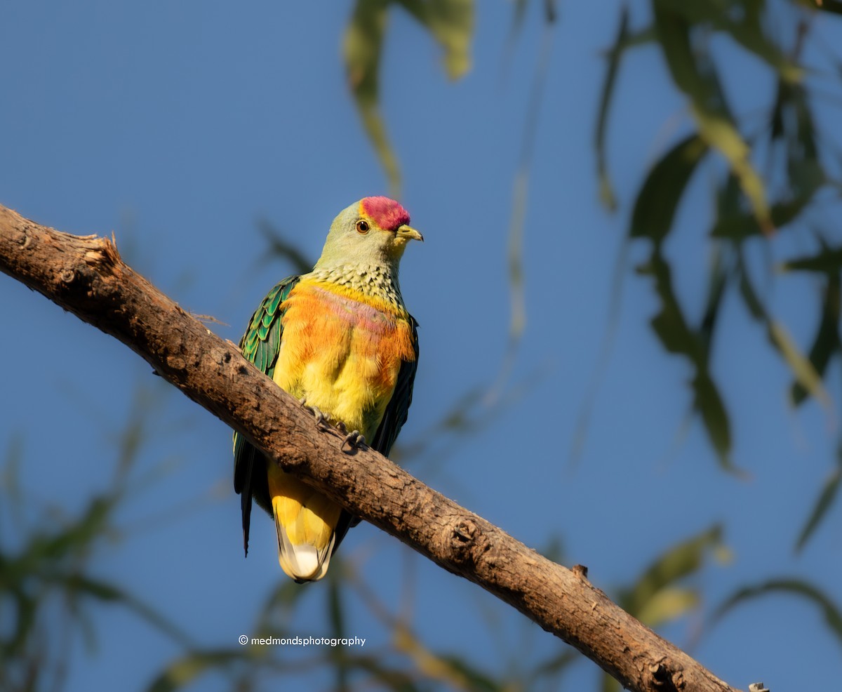 eBird Australia Checklist - 26 May 2023 - East Point Mangrove Boardwalk ...