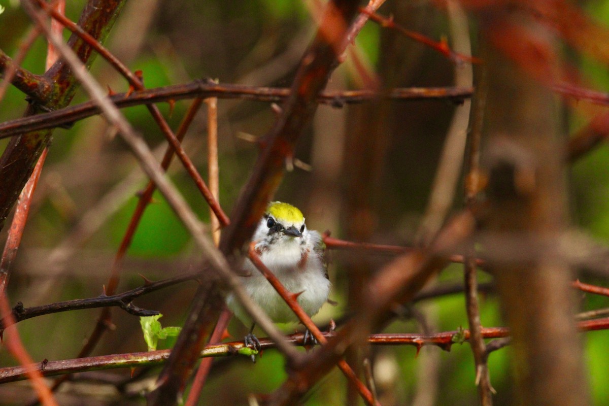 Virginia Breeding Bird Atlas Checklist - 13 May 2017 - Blue Ridge ...