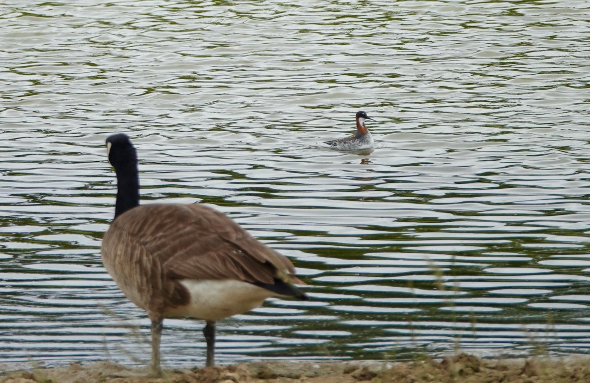 eBird Checklist - 28 May 2023 - Leonard's Pond - 18 species