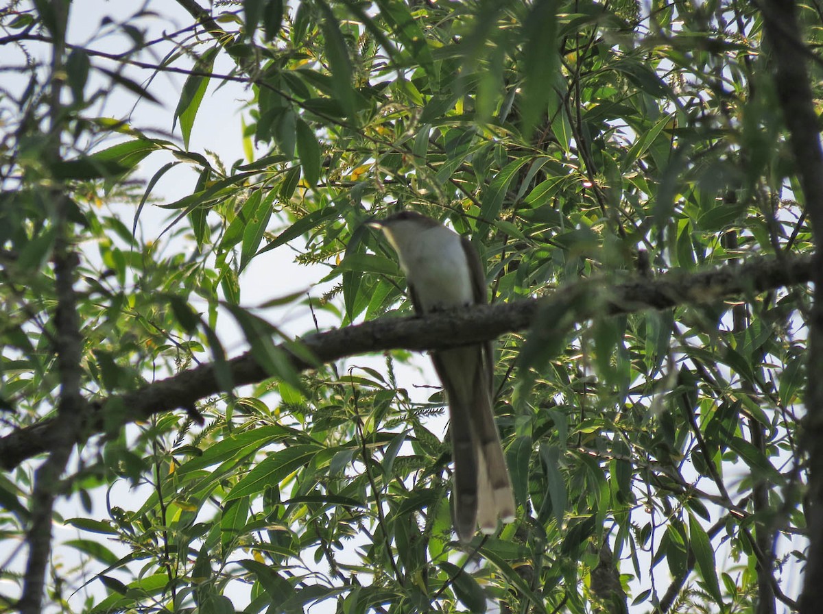 eBird Checklist - 27 May 2023 - WSO - Cox Nature Center - 24 species