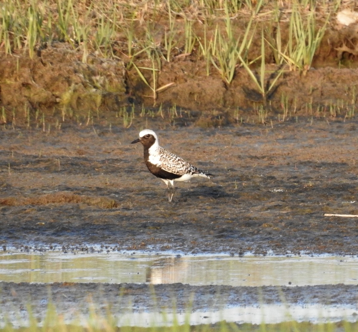 eBird Checklist - 29 May 2023 - Parker River NWR - 53 species