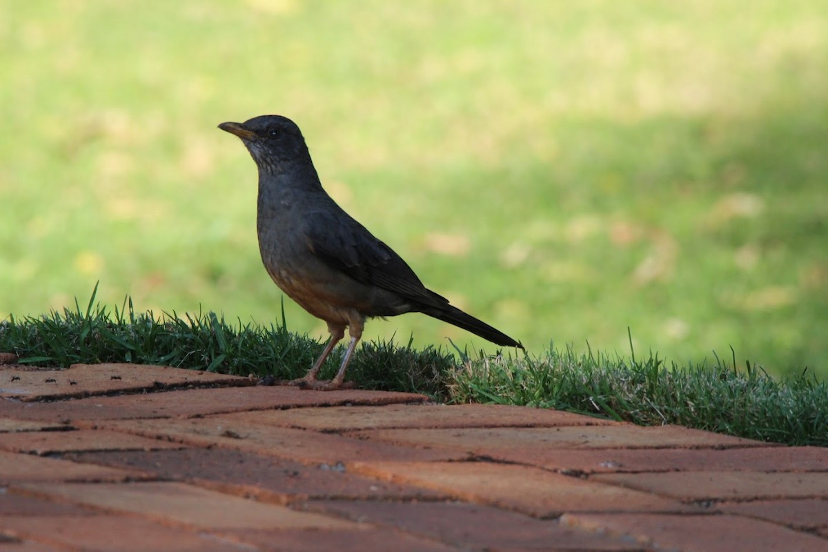 eBird Checklist - 5 Apr 2021 - Brooklyn Pretoria Gauteng South Africa ...