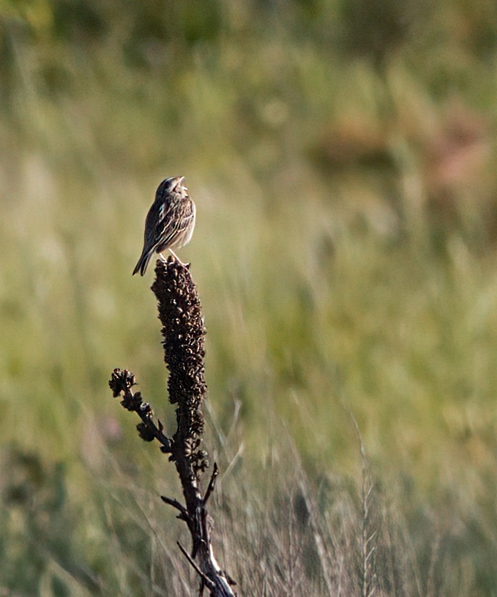 New York Breeding Bird Atlas Checklist - 28 May 2023 - Calverton VOR ...