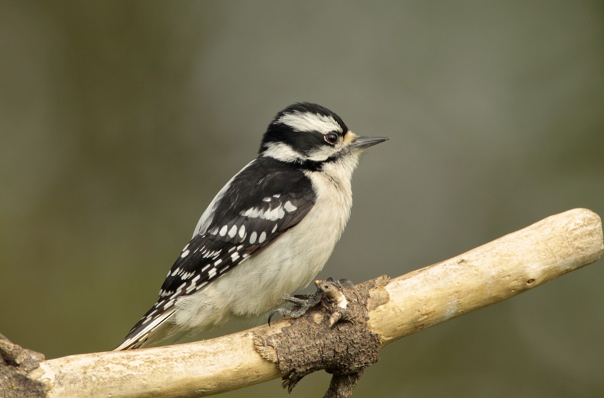 Wisconsin Breeding Bird Atlas Checklist - 13 May 2017 - Home feeders ...