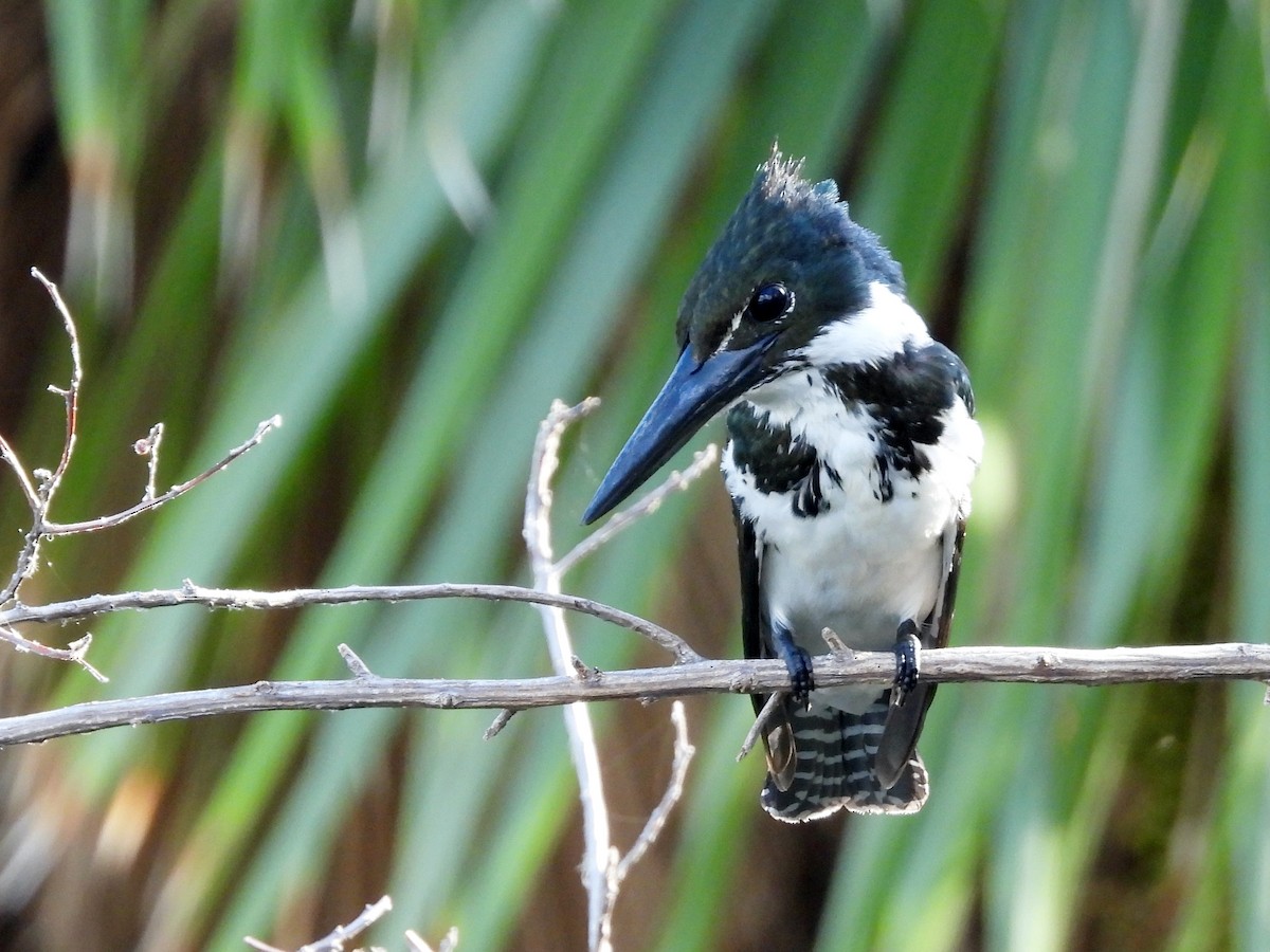 eBird Checklist - 29 May 2023 - Bubali Bird Sanctuary - 16 species
