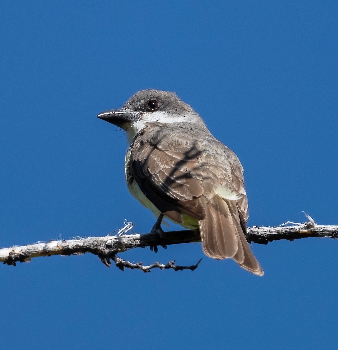 eBird Checklist - 29 May 2023 - Patagonia Lake SP--Birding Trail - 43 ...