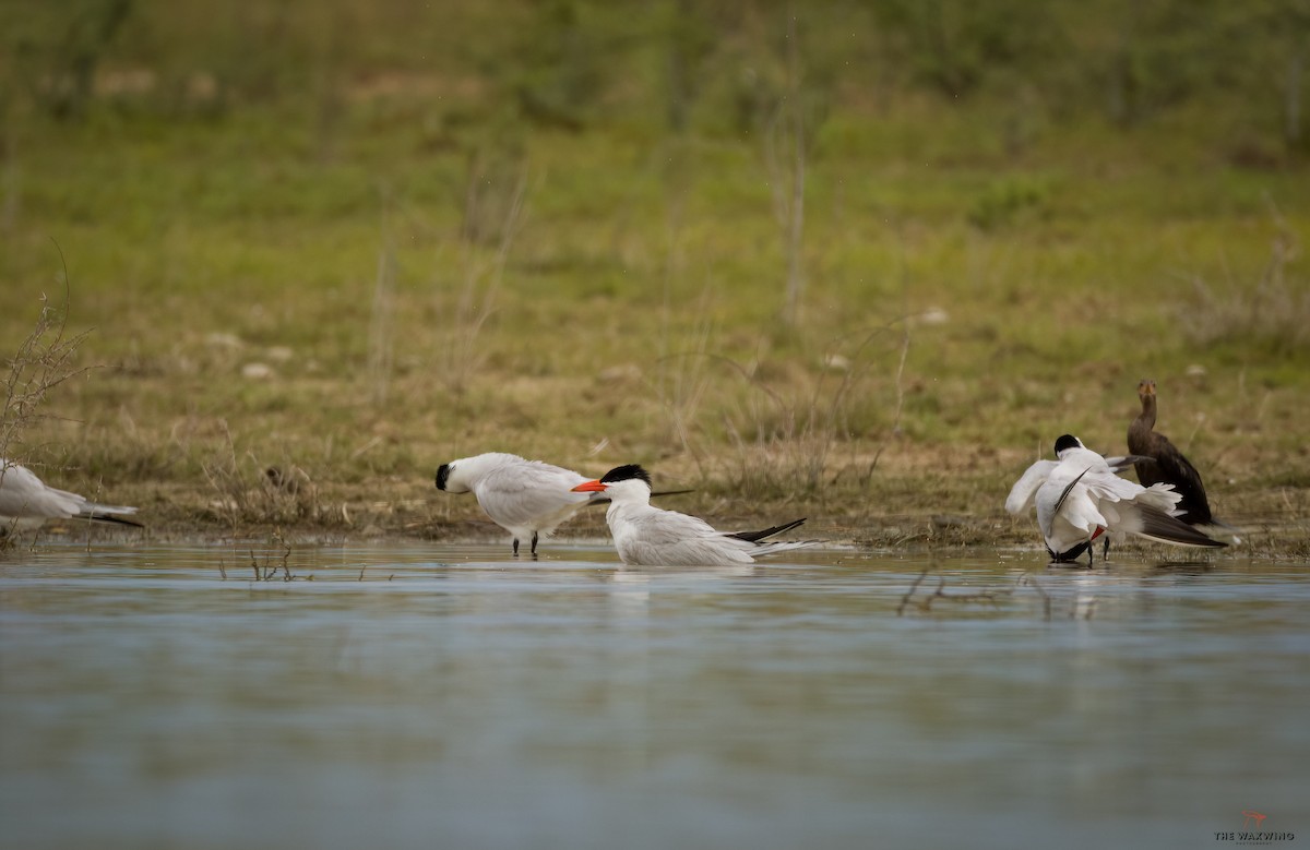 eBird Checklist - 28 May 2023 - Presa Venustiano Carranza (Don Martín ...