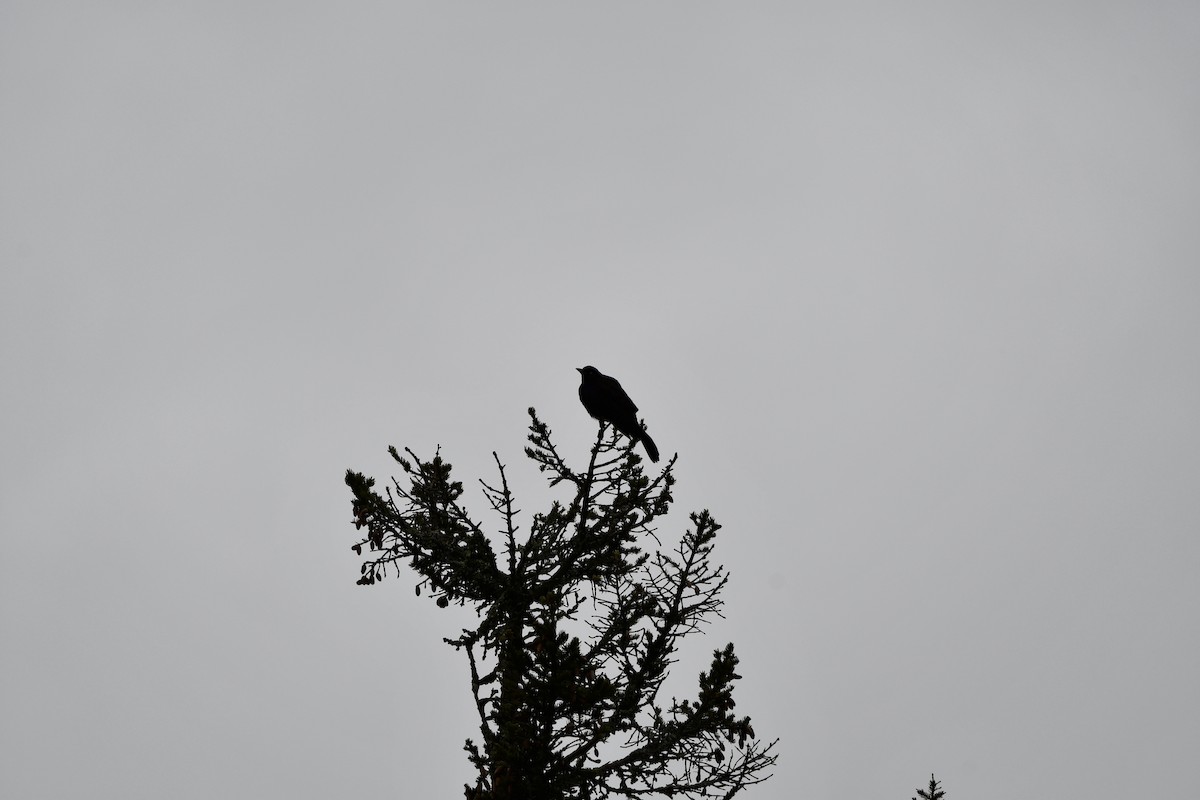 eBird Checklist - 29 May 2023 - Cheat Bridge - 19 species