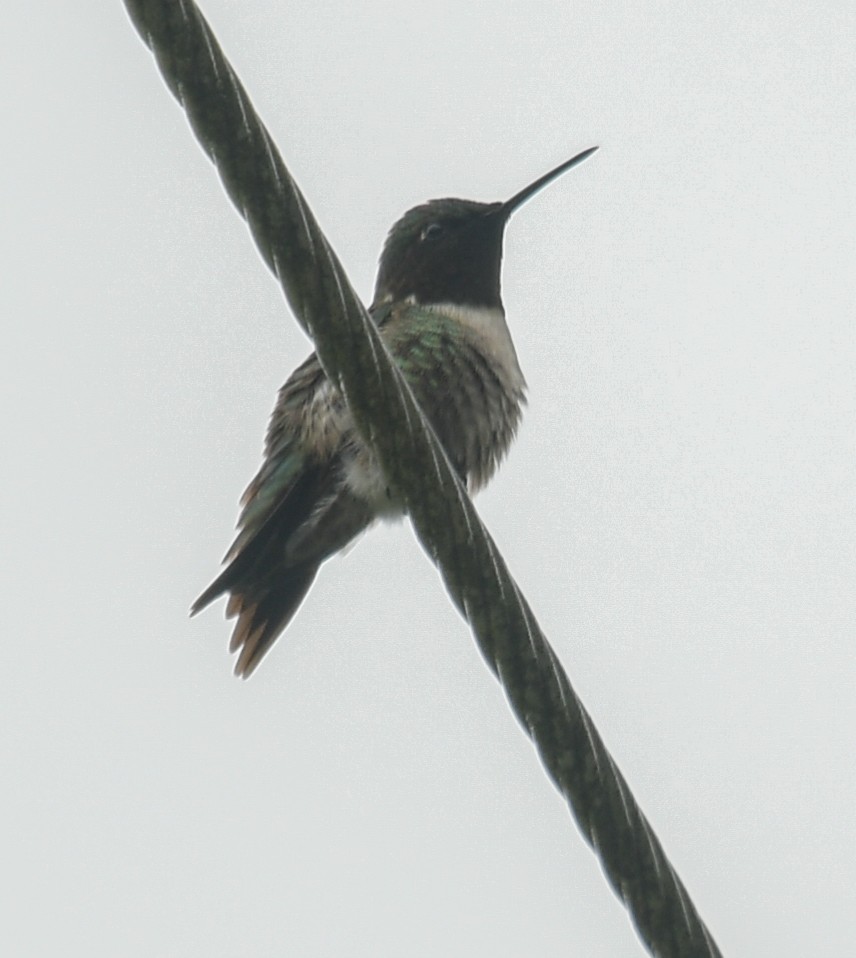 Maryland-DC Breeding Bird Atlas Checklist - 29 May 2023 - Back ...