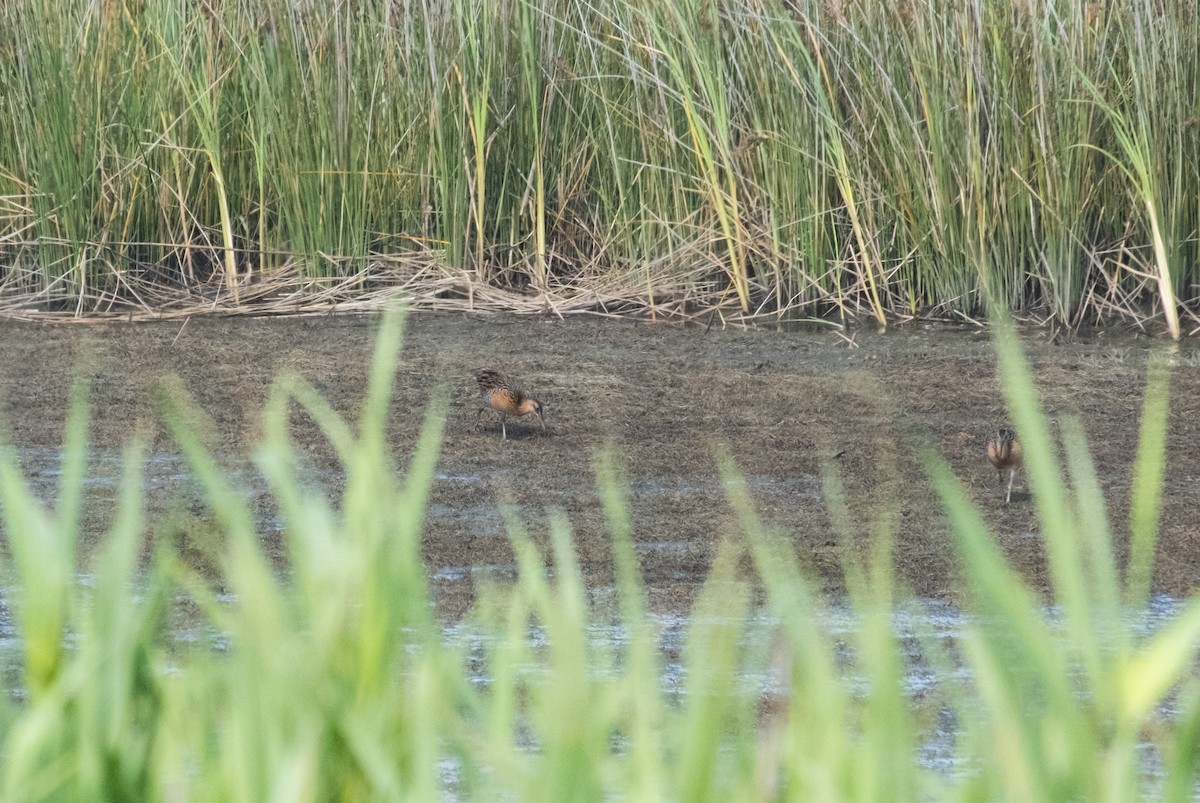 eBird Checklist - 29 May 2023 - **Back Bay NWR - 25 species