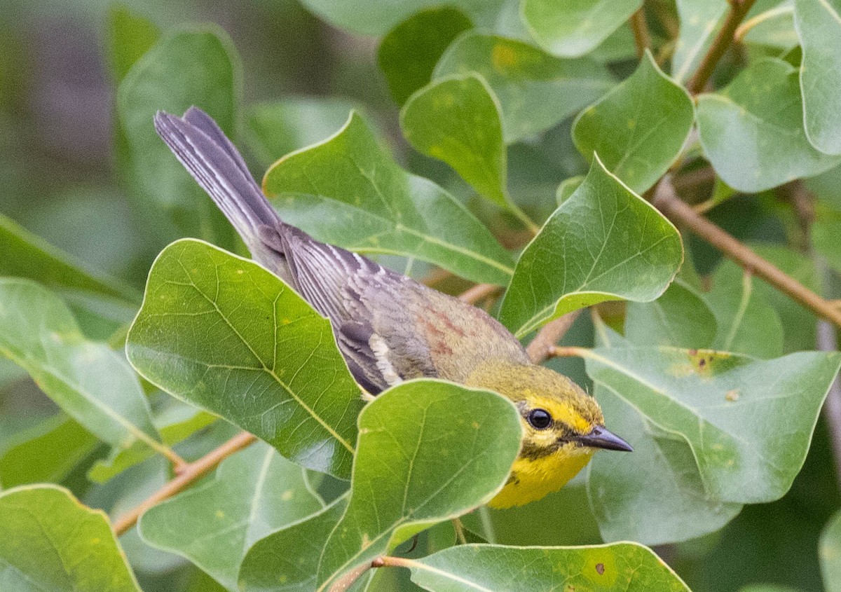 North Carolina 2023 Trip - The 3 Best Birding days of my Life - Birding ...