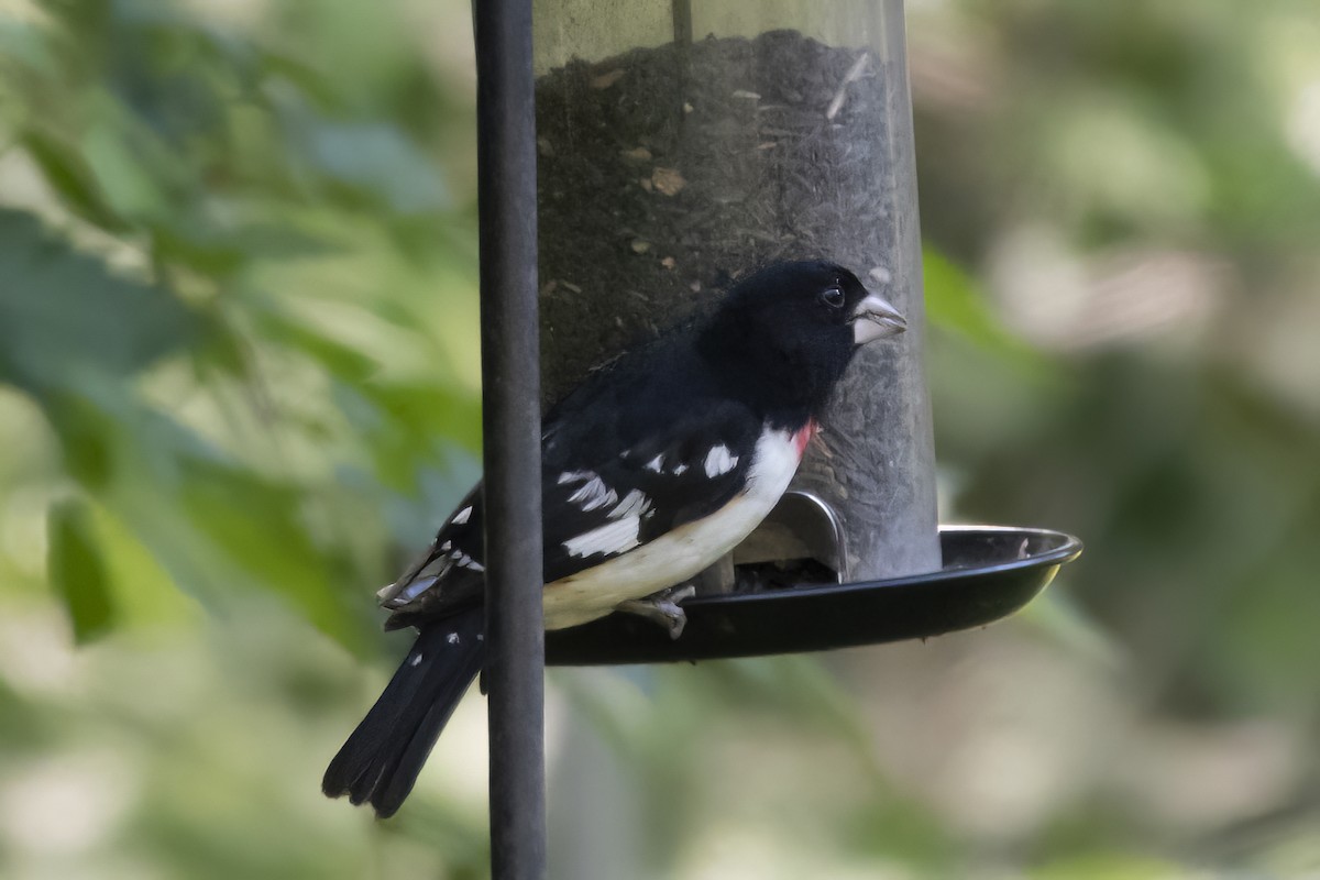 eBird Checklist - 29 May 2023 - N. Fork Nehalem Fish Hatchery - 15 species