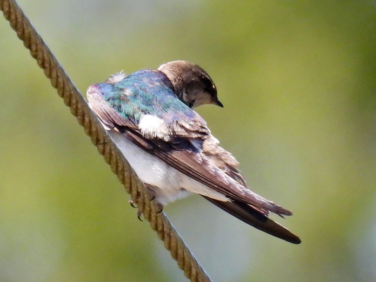 eBird Checklist - 29 May 2023 - N. Fork Nehalem Fish Hatchery - 27 species