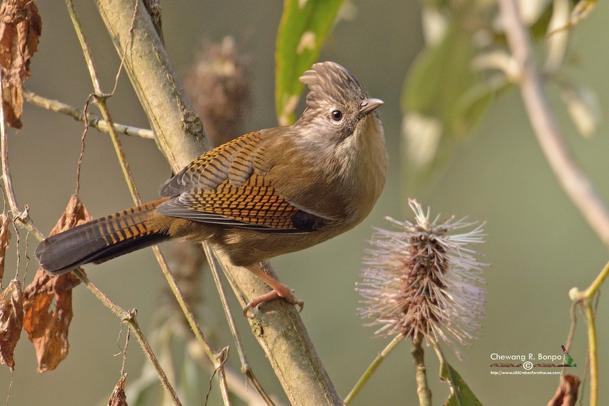 eBird Checklist - 21 Feb 2016 - Maenam WLS - 2 species