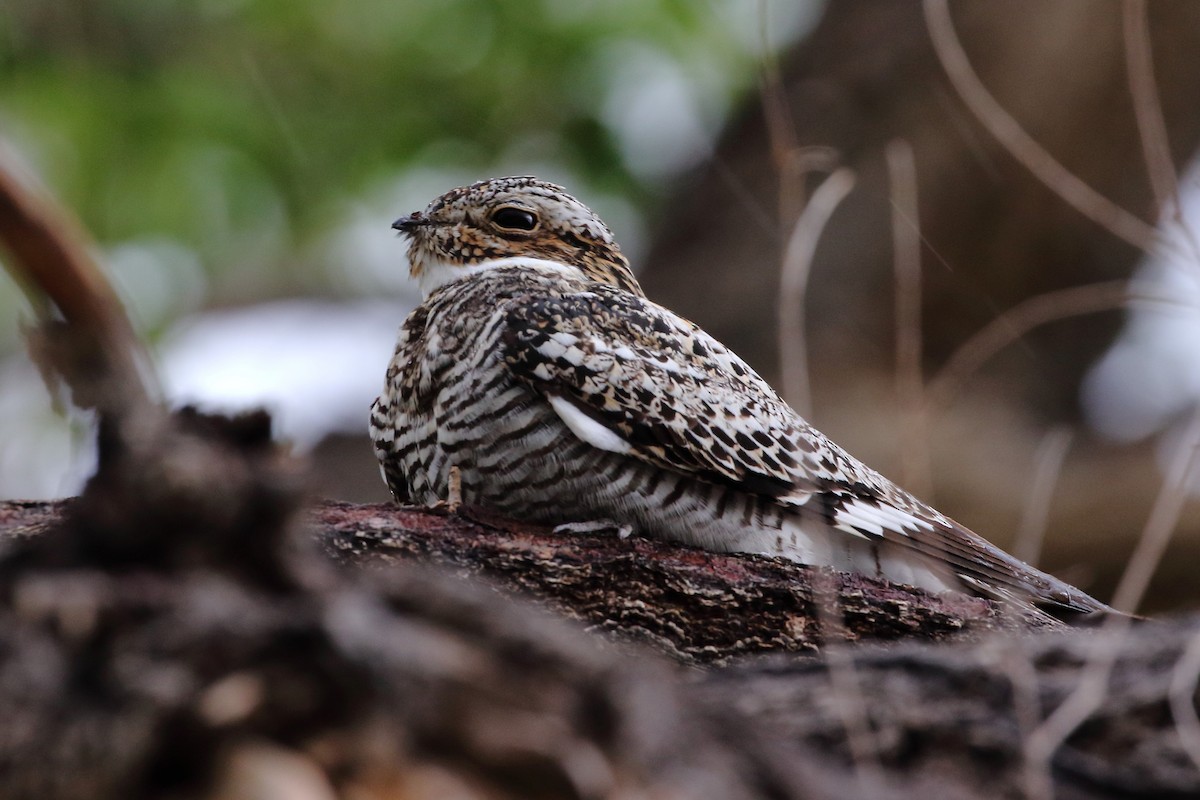 eBird Checklist - 28 May 2023 - Rte. 95A railroad crossing, Wabuska - 1 ...