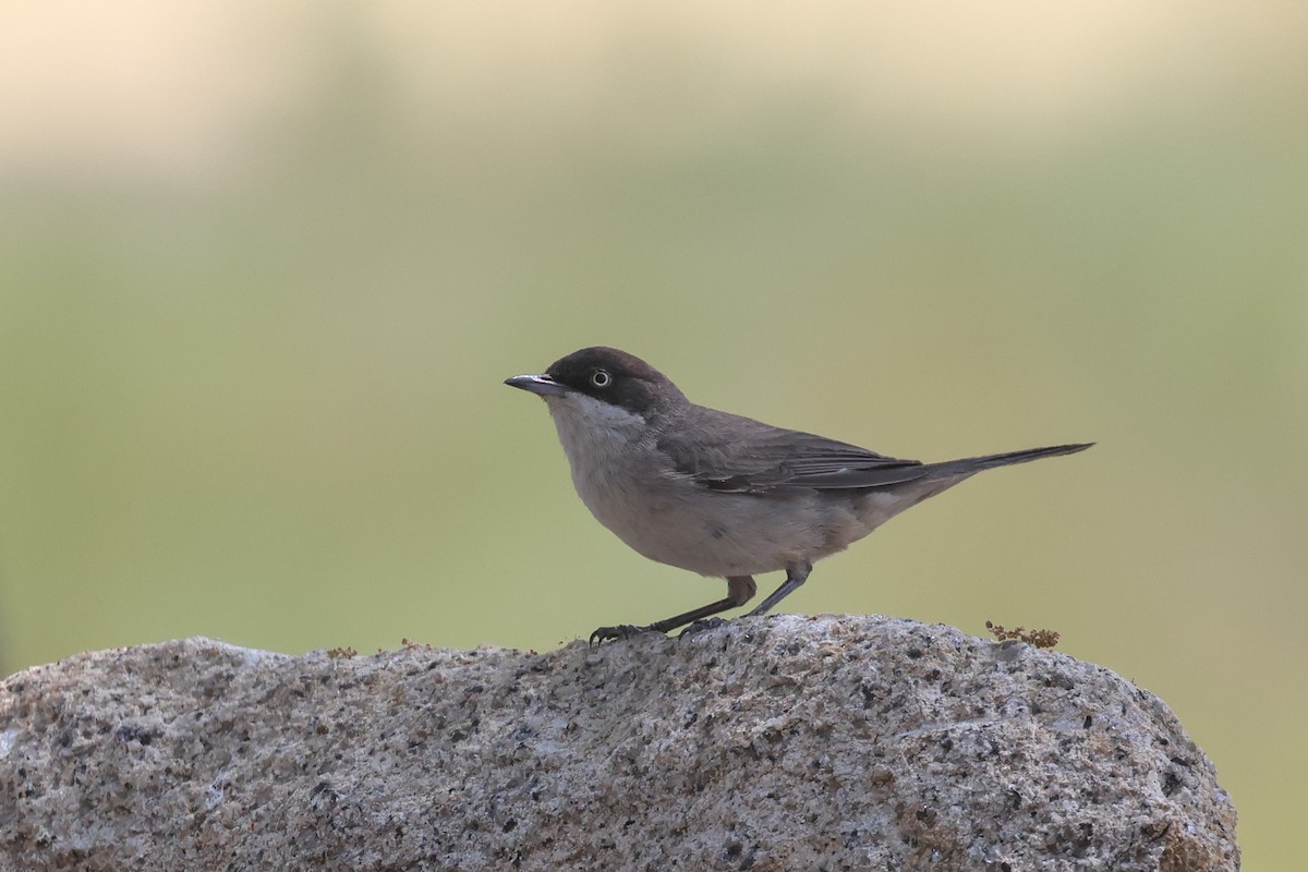 eBird Portugal Checklist - 19 May 2023 - PN Serra de São Mamede--Aires ...
