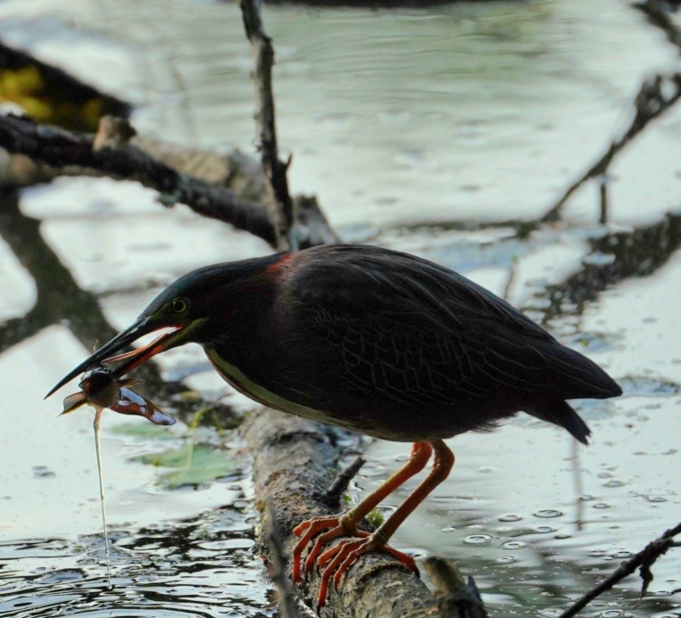 eBird Checklist - 30 May 2023 - Silver Lake Preserve - 31 species