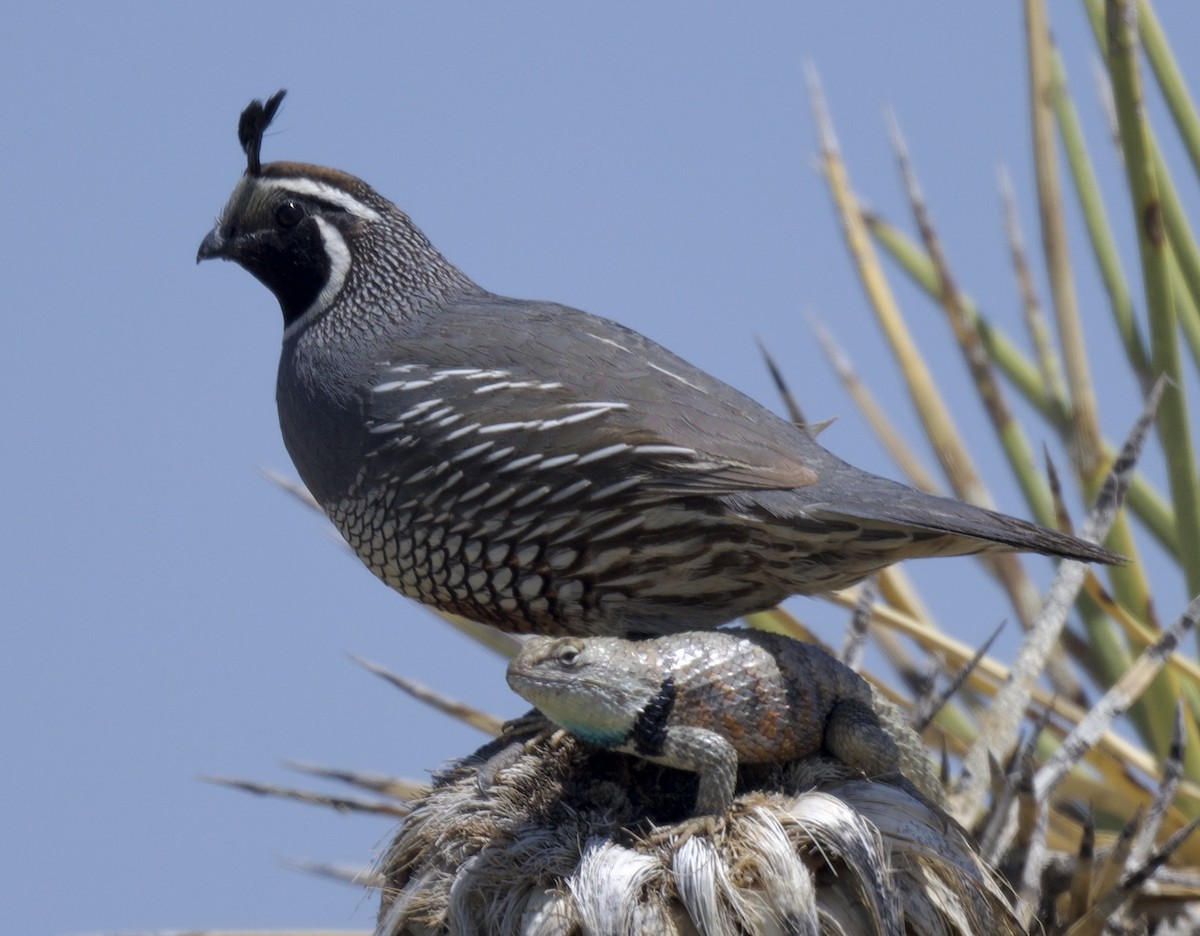 eBird Checklist - 29 May 2023 - Piute Ponds (permit required) - 44 ...