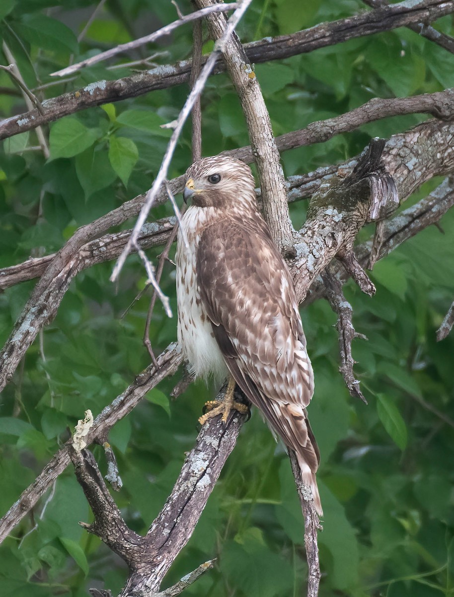 eBird Checklist - 30 May 2023 - James A. Reed WA - 20 species
