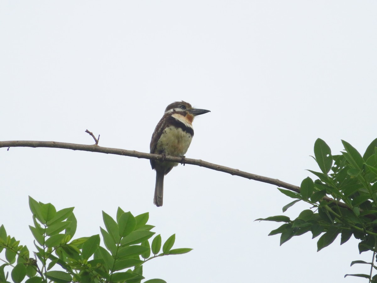 Russet-throated Puffbird - Hypnelus ruficollis - Media Search ...