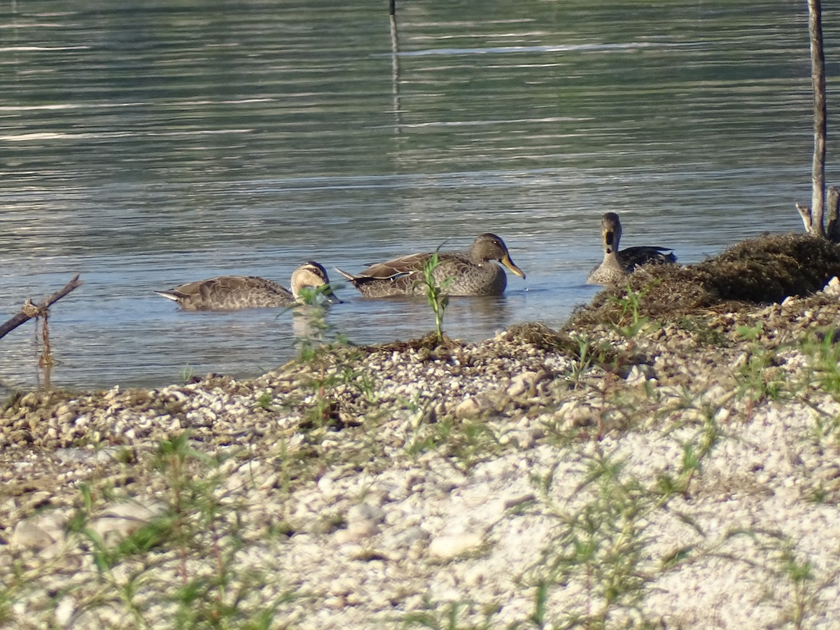 eBird Checklist - 30 May 2023 - Lake Travis--Bob Wentz Windy Point Pk ...