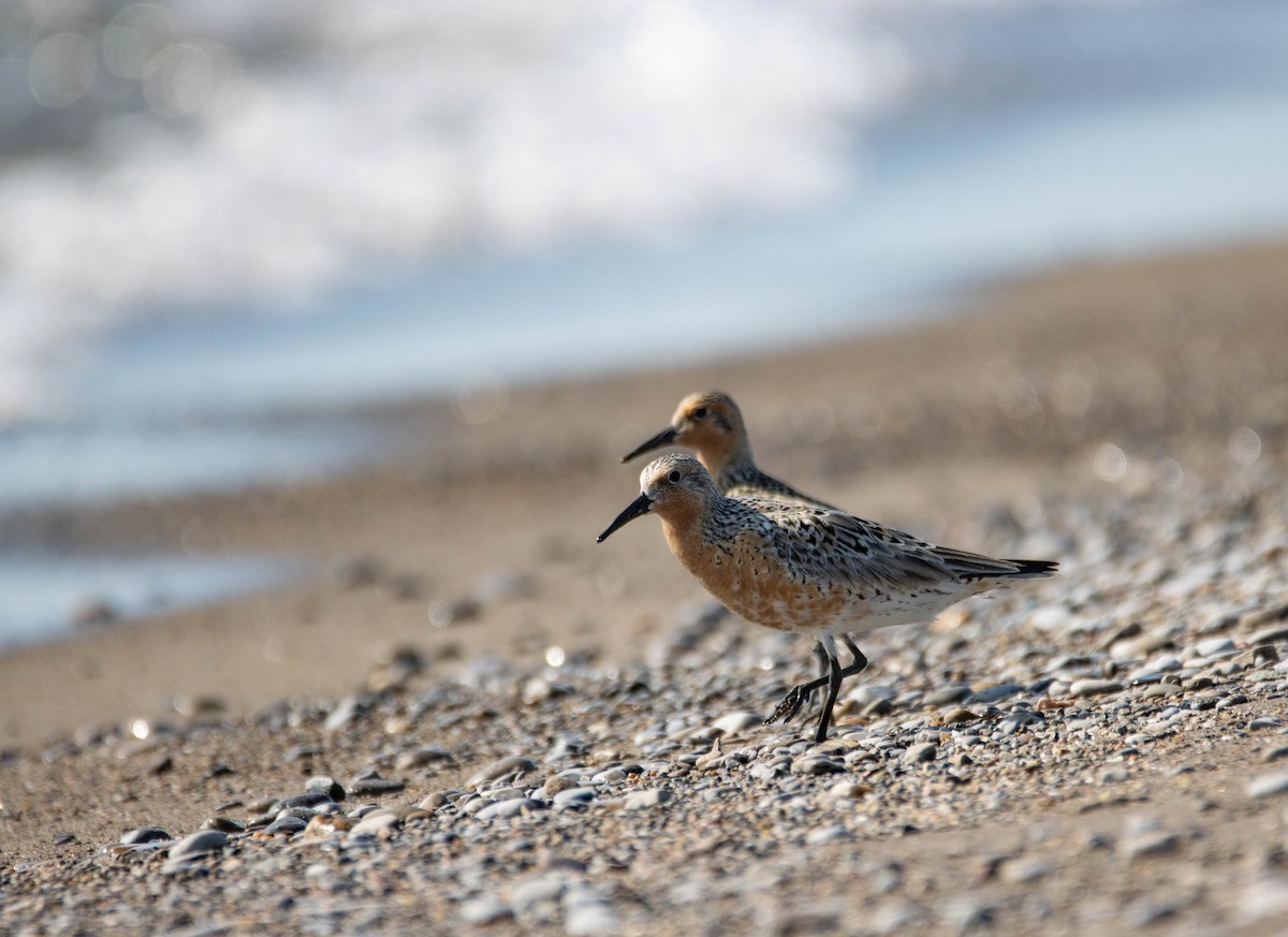eBird Checklist - 30 May 2023 - Pelee Island--Fish Point Provincial ...