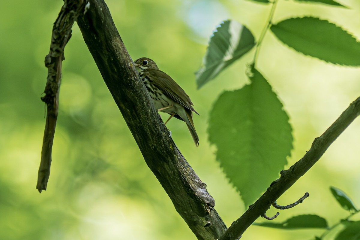 eBird Checklist - 30 May 2023 - 8198–8582 Hivon Rd, Carleton US-MI 42. ...
