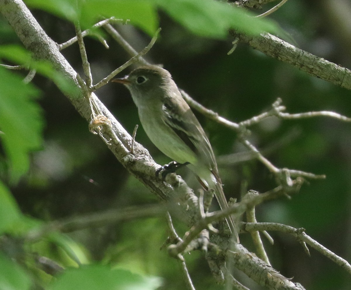 eBird Checklist - 8 May 2023 - Robert Porter Allen Natural Area - 35 ...