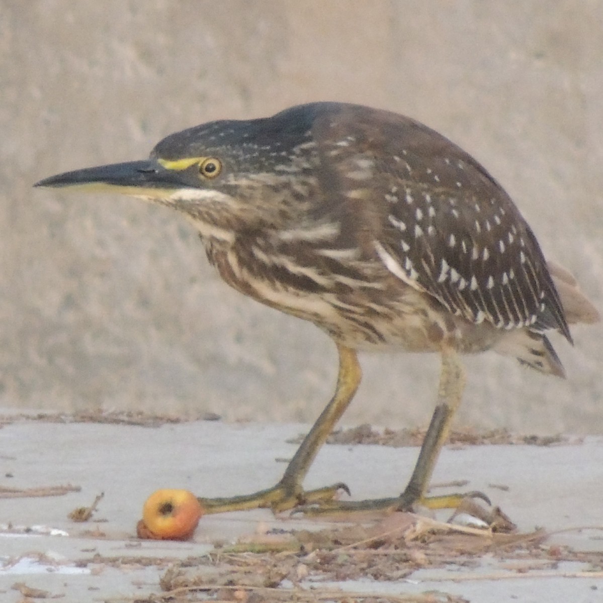 eBird Checklist - 29 Oct 2014 - Zakaki (Ζακάκι) Marsh - 10 species